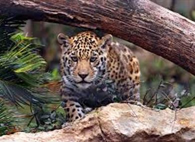 Amazona Zoo - Zoo in Cromer, Cromer - North Norfolk