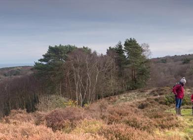 National Trust West Runton & Beeston Regis Heath - Nature Reserve in ...