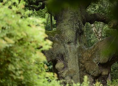 Sherwood Forest Visitor Centre & National Nature Reserve - Visit ...