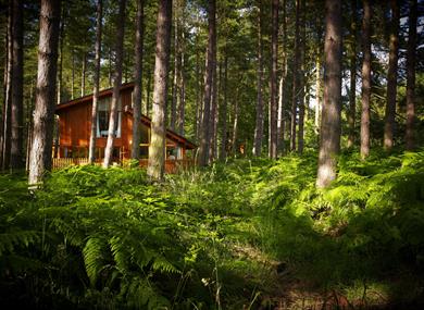 Forest Holidays - Edwinstowe - Visit Nottinghamshire