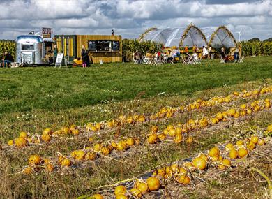 Nottinghamshire ‘Pick Your Own’ Pumpkins - Visit Nottinghamshire