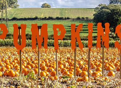 Nottinghamshire ‘Pick Your Own’ Pumpkins - Visit Nottinghamshire