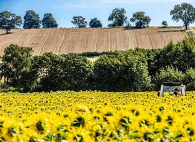 Nottinghamshire ‘Pick Your Own’ Pumpkins - Visit Nottinghamshire