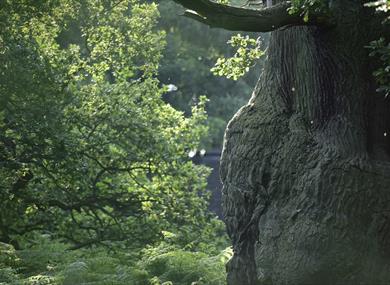Sherwood Forest Visitor Centre & National Nature Reserve - Visit ...