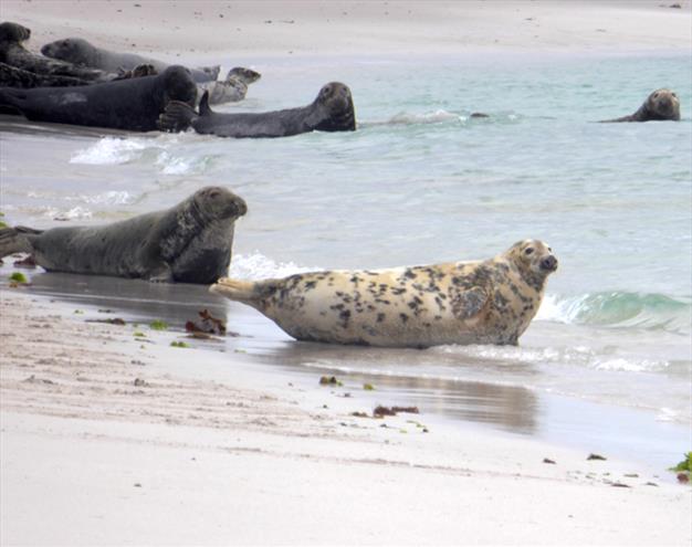 Discover the islands of the Outer Hebrides