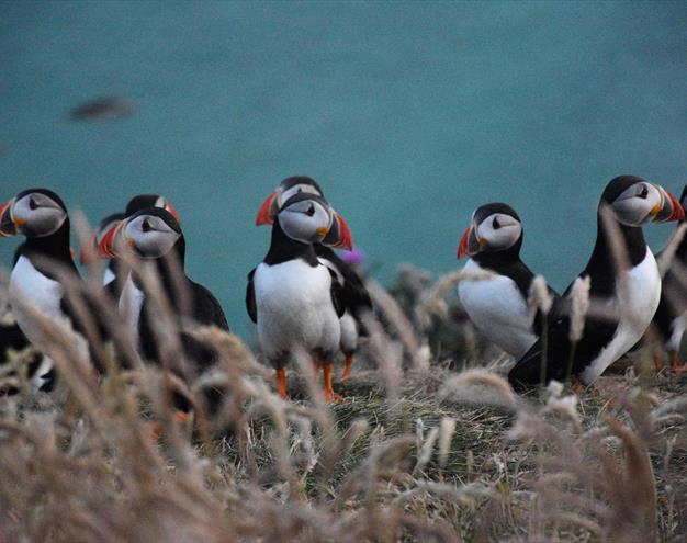 Blog (Wildlife) - Outer Hebrides