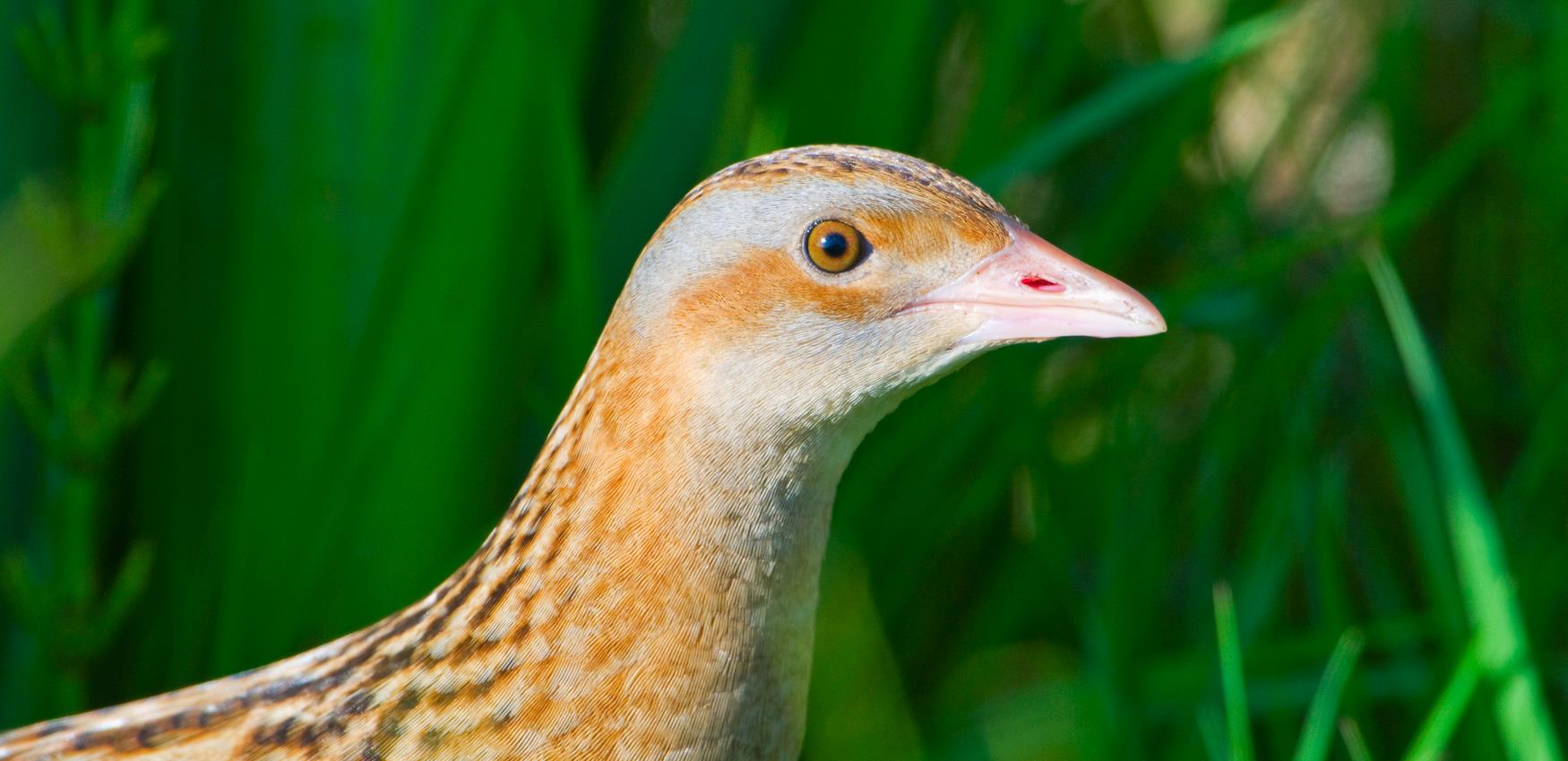 Corncrake in the Outer Hebrides - Outer Hebrides