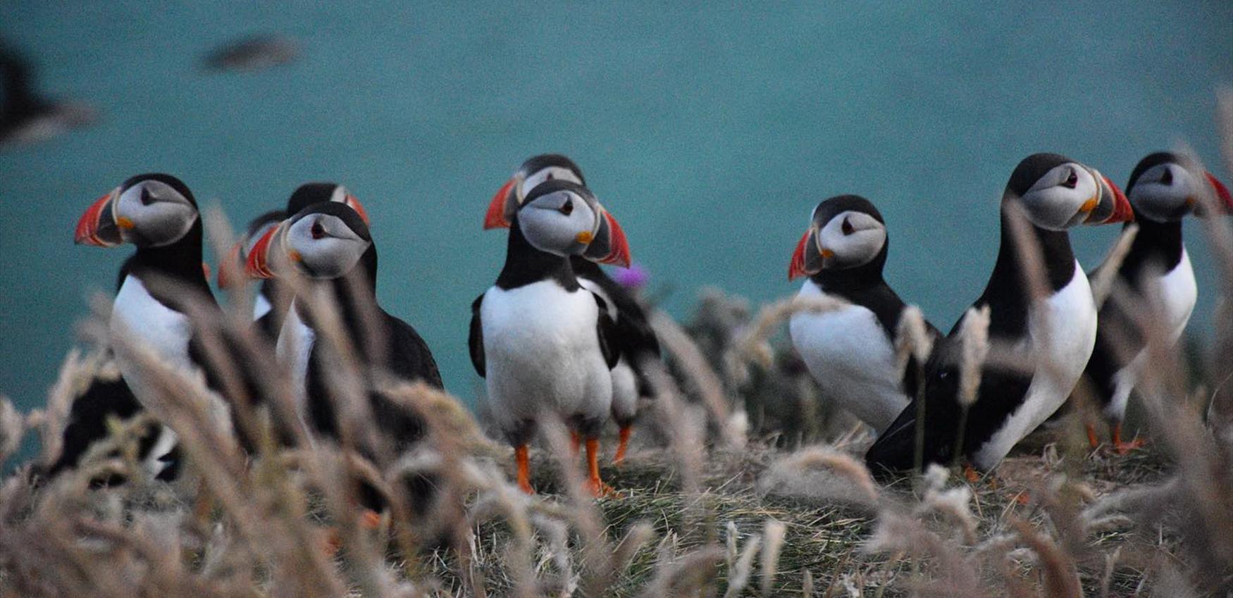 Much Ado About Puffins - Outer Hebrides