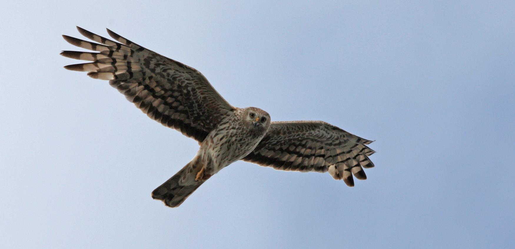 Hen Harrier in the Outer Hebrides