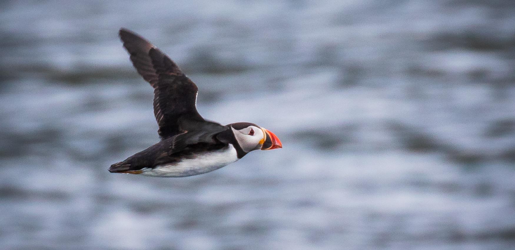 Mingulay - Outer Hebrides