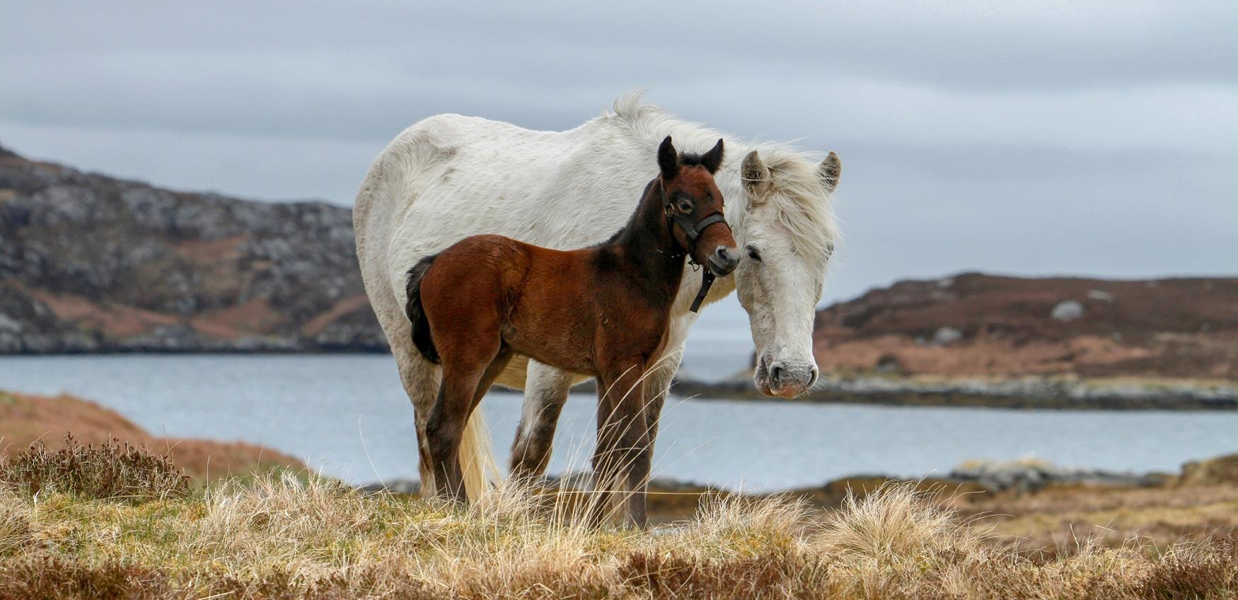 The Enchanting Eriskay Ponies - Outer Hebrides