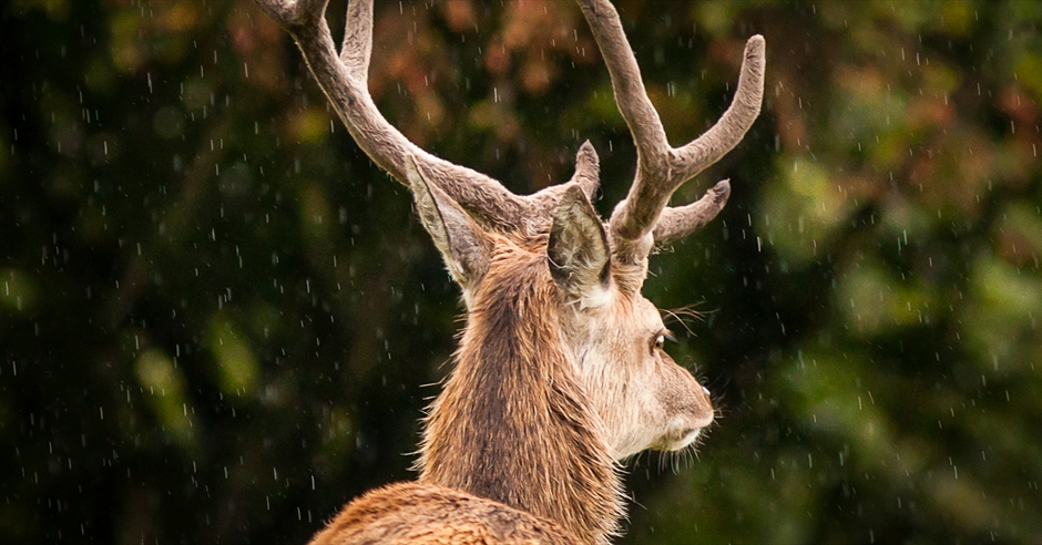 Deer in the Outer Hebrides - Outer Hebrides