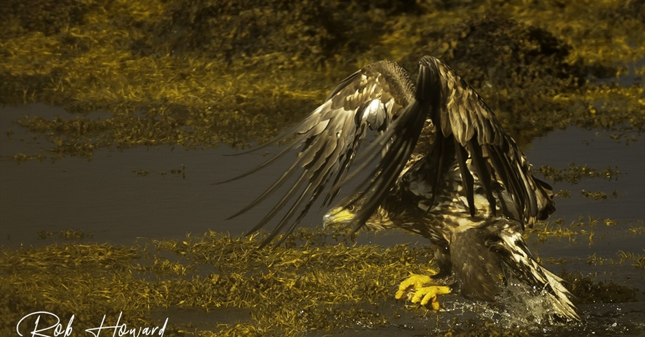 Wildlife Tours with Rob Howard Photography - Isle of Lewis - Outer Hebrides