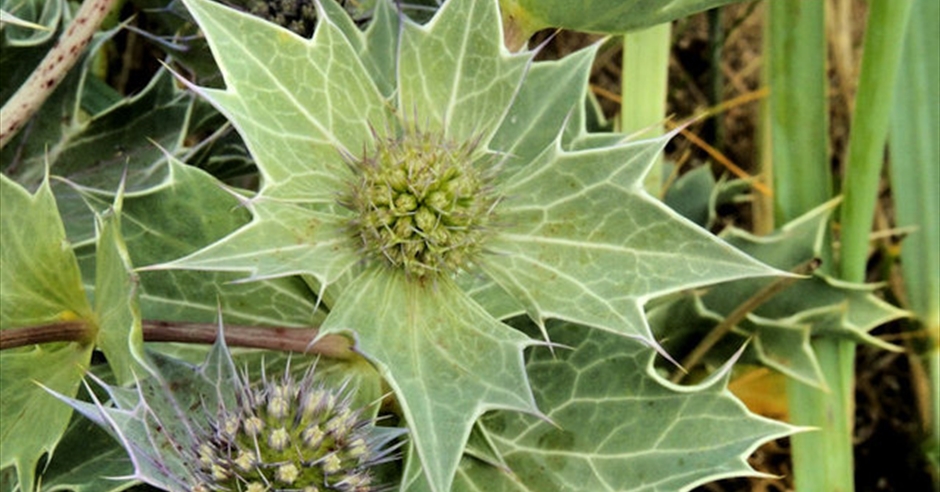 Sea Holly-Pabbay Beach - Isle of Pabbay - Outer Hebrides