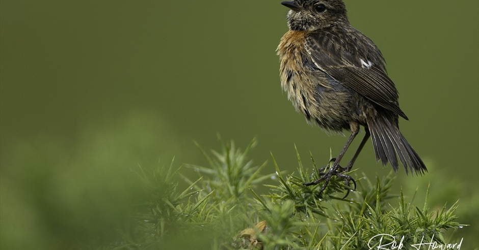 Wildlife Tours with Rob Howard Photography - Isle of Lewis - Outer Hebrides
