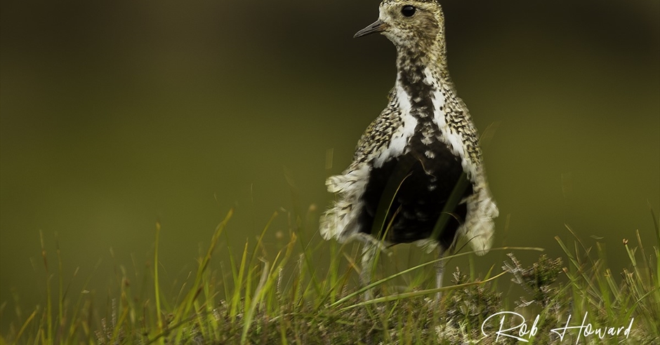Wildlife Tours with Rob Howard Photography - Isle of Lewis - Outer Hebrides
