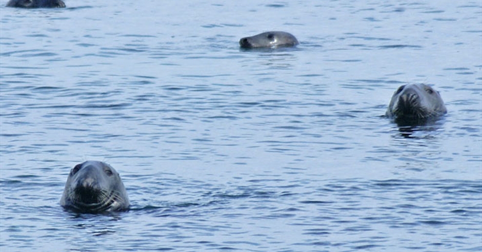 Grey Seal - Berneray Harbour - Isle of North Uist - Outer Hebrides
