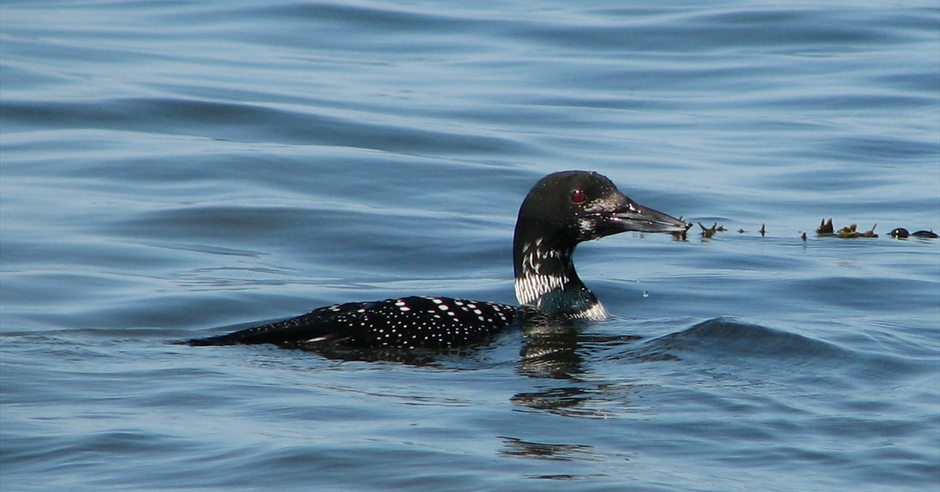 Great Northern Diver - Stoneybridge - Isle of South Uist - Outer Hebrides