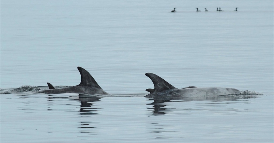Lady Anne Wildlife Cruises - Isle of North Uist - Outer Hebrides