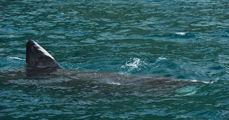 Basking Shark - Port of Ness - Isle of Lewis - Outer Hebrides