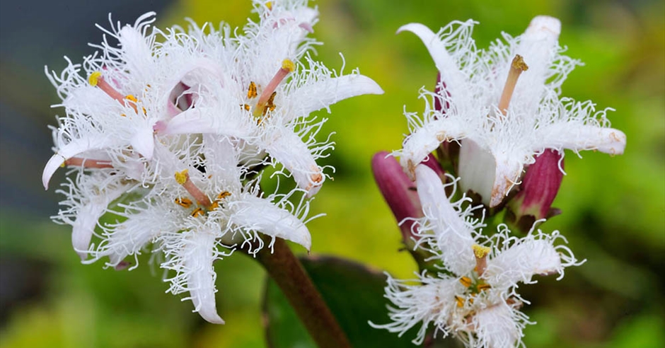 Bog Bean - Geocrab - Harris - Outer Hebrides