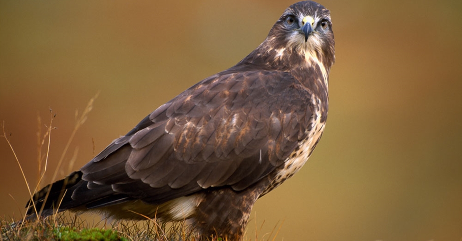 Common Buzzard-Aird a Mhorain - Isle Of North Uist - Outer Hebrides