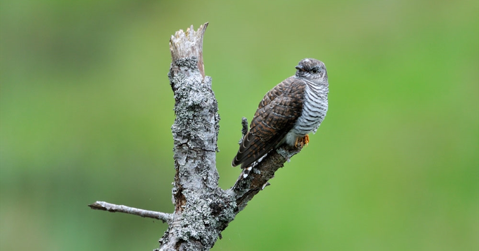 Cuckoo-North Loch Eynort - South Uist - Outer Hebrides