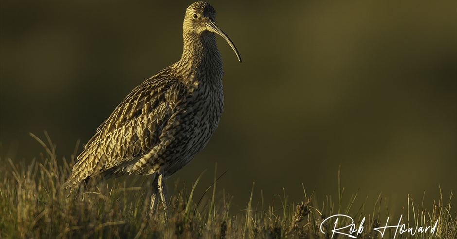 Wildlife Tours with Rob Howard Photography - Isle of Lewis - Outer Hebrides