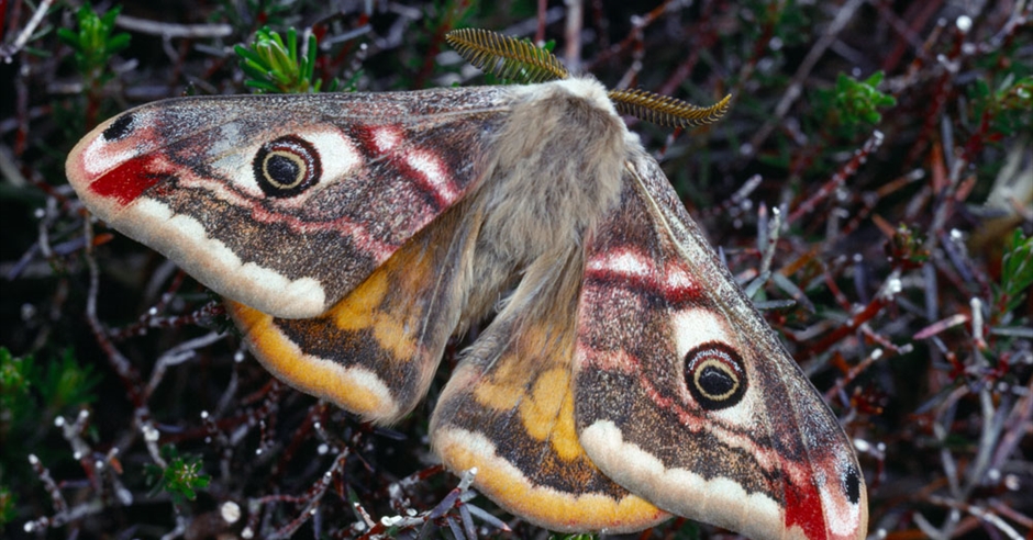 Emperor Moth - Loch Langavat - Isle of Harris - Outer Hebrides