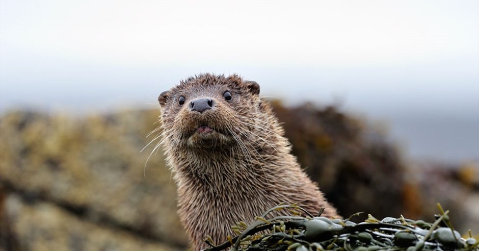 Otter - Loch Bee - Isle of South Uist - Outer Hebrides