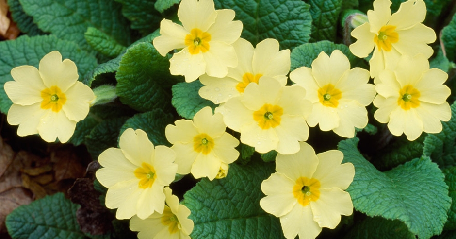 Primrose - Ben Eoligarry machair - Isle of Barra - Outer Hebrides
