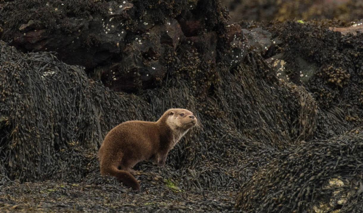 Lady Anne Wildlife Cruises - Isle of North Uist - Outer Hebrides