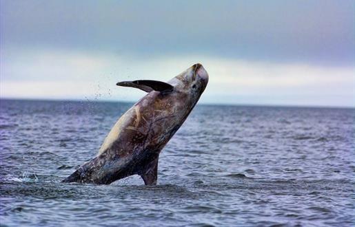 Monach Isles - Outer Hebrides