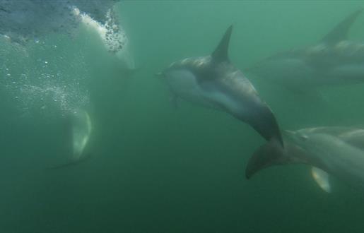 The Shiant Isles - Outer Hebrides
