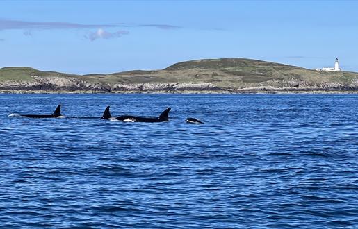 The Shiant Isles - Outer Hebrides