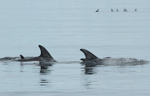 Monach Isles - Outer Hebrides
