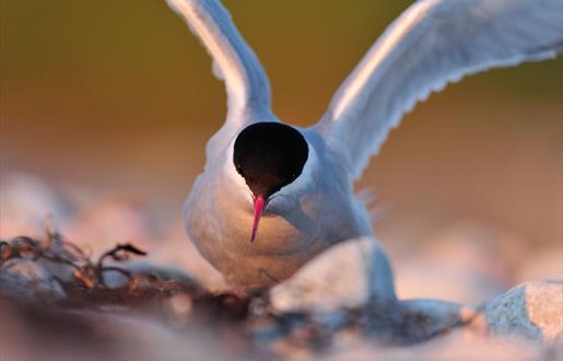 Coastal Birds if the Outer Hebrides