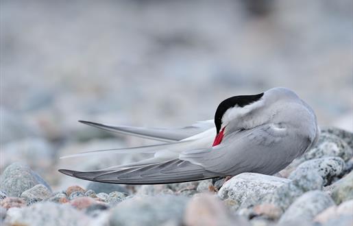 Coastal Birds if the Outer Hebrides