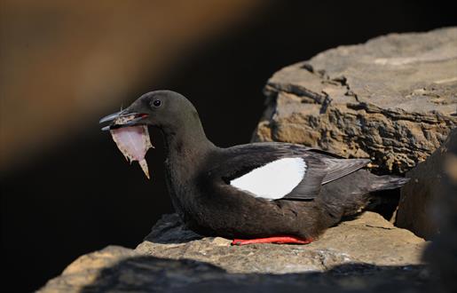 Coastal Birds if the Outer Hebrides
