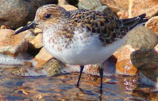 Wildlife in the Outer Hebrides - Outer Hebrides