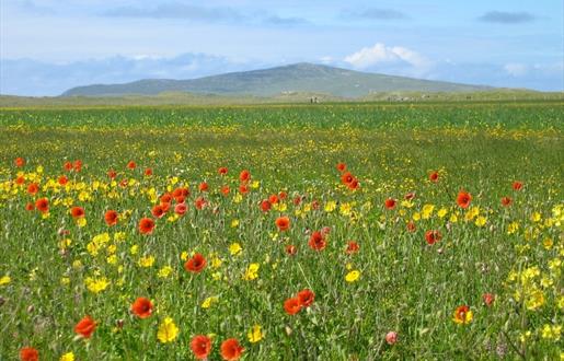 Berneray - Outer Hebrides