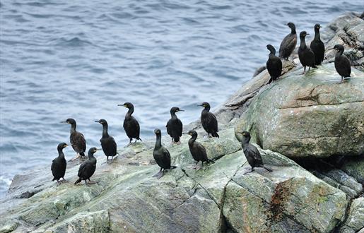 Wildlife in the Outer Hebrides - Outer Hebrides