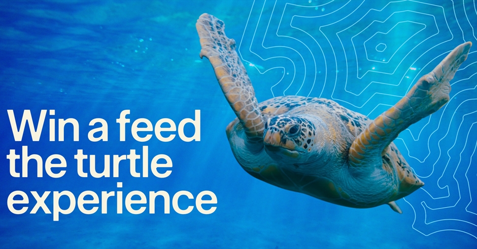 Win a Feed the Turtle Experience at the National Marine Aquarium ...