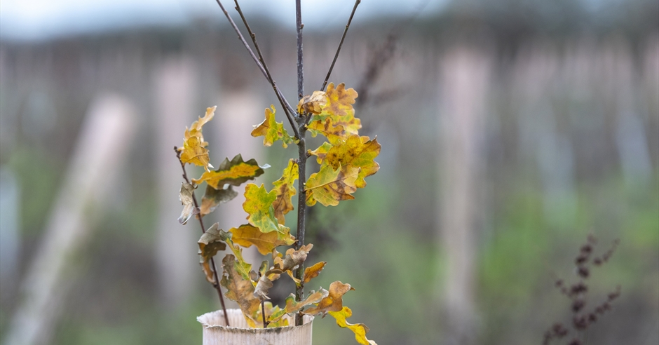 Tree Aftercare: Taking Care of Saplings - Visit Plymouth