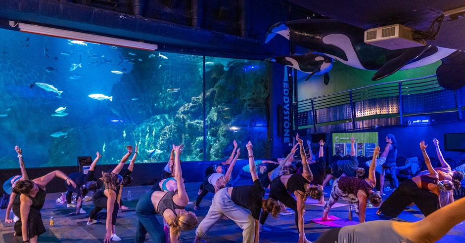 Budokon Yoga at The Aquarium - Visit Plymouth