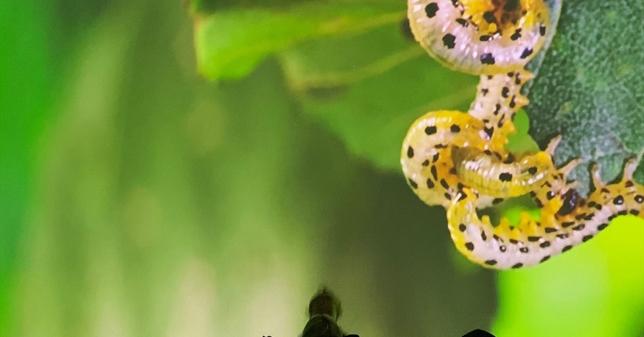 Immersive Dome Experience - BUGS! A Rainforest Adventure - Visit Plymouth