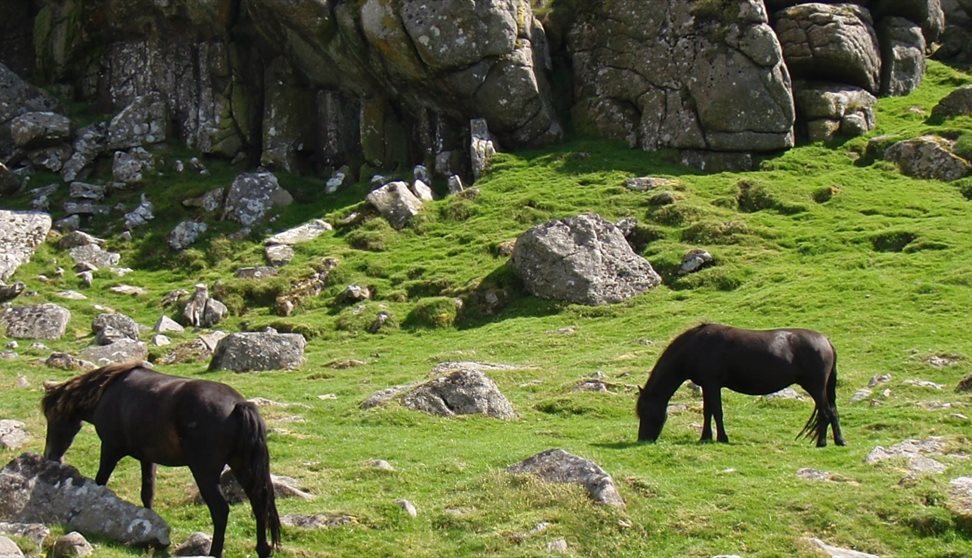 dartmoor