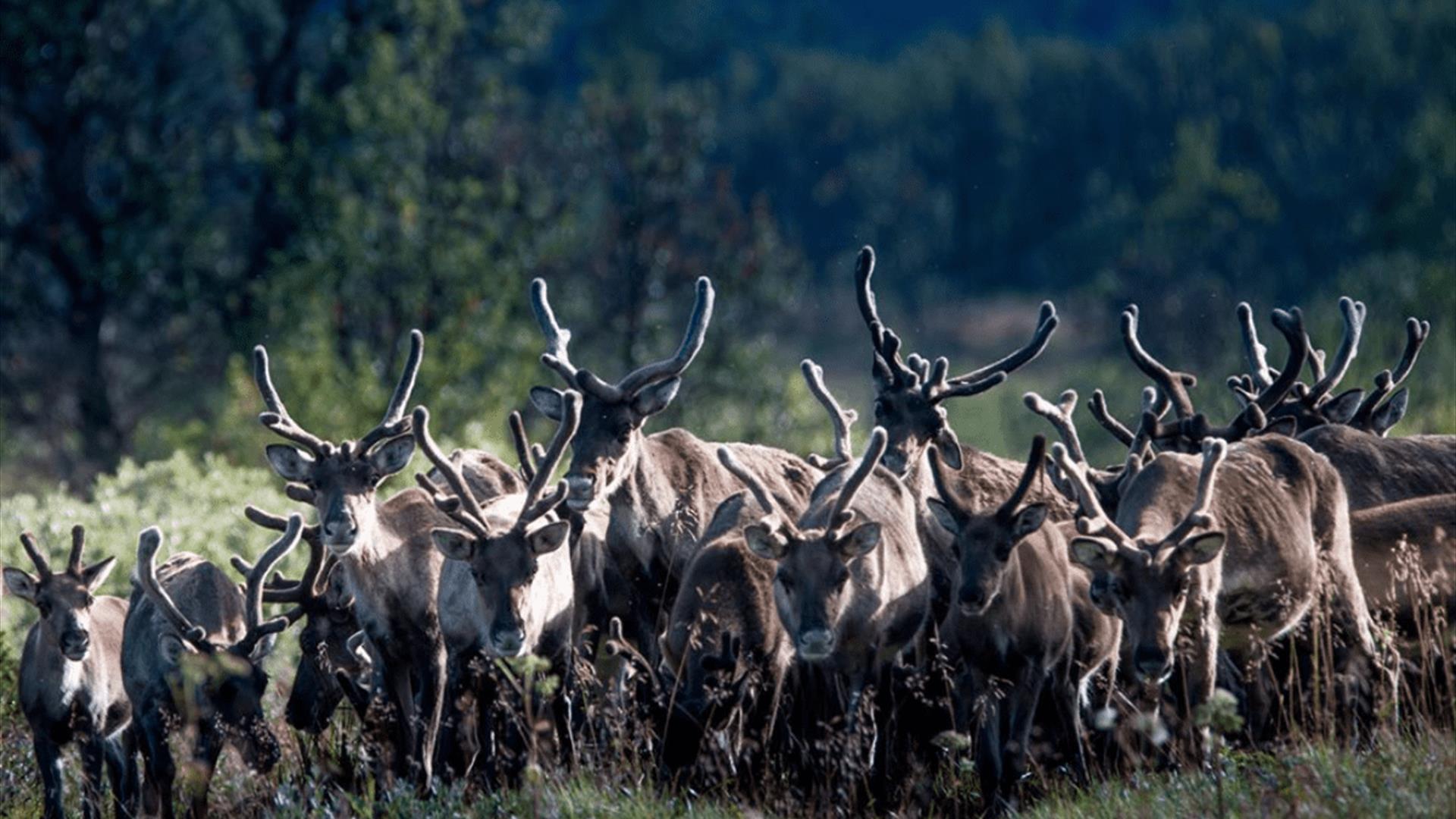 Natur i Tynset - Visit Røros og Østerdalen