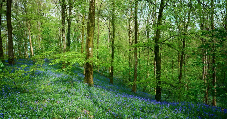Portglenone Forest - Portglenone - Mid & East Antrim