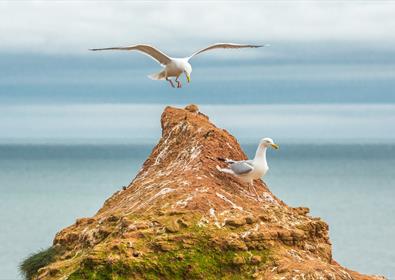 Visit South Devon - Official South Devon Tourist Website